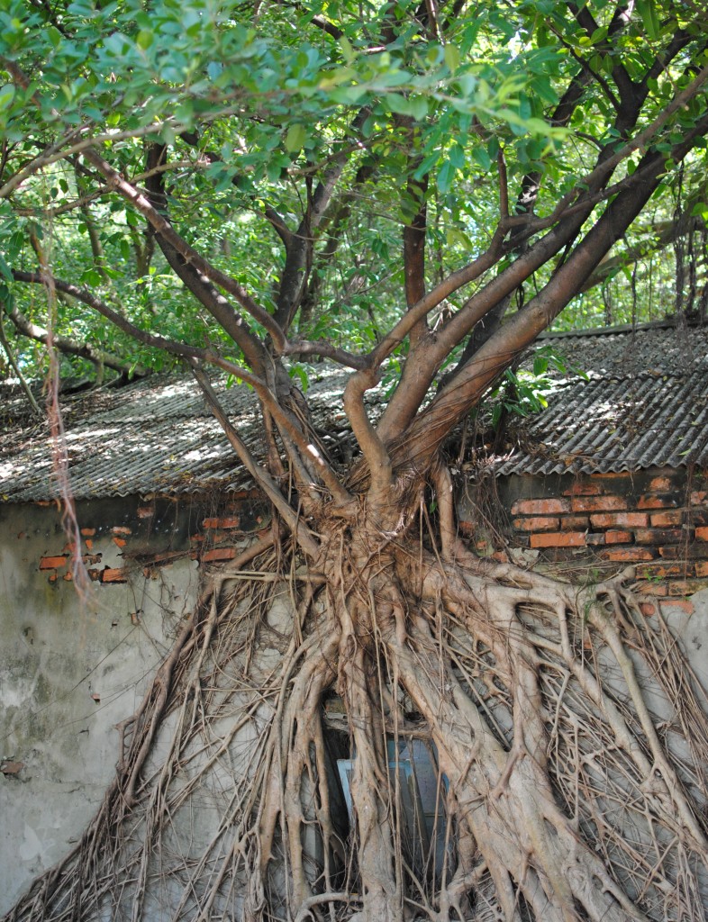 The Importance of Roots in Taiwan