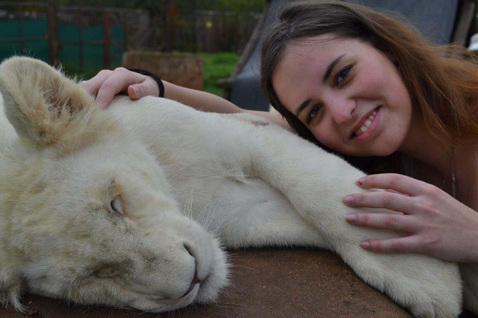 Touching a lion in South Africa