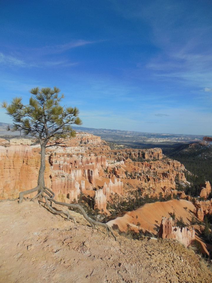 Trees on the Ridge in the USA