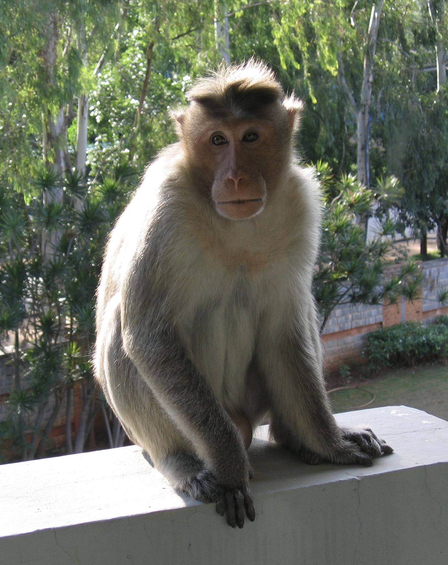 New Experiences with Monkeys in India - We Said Go Travel