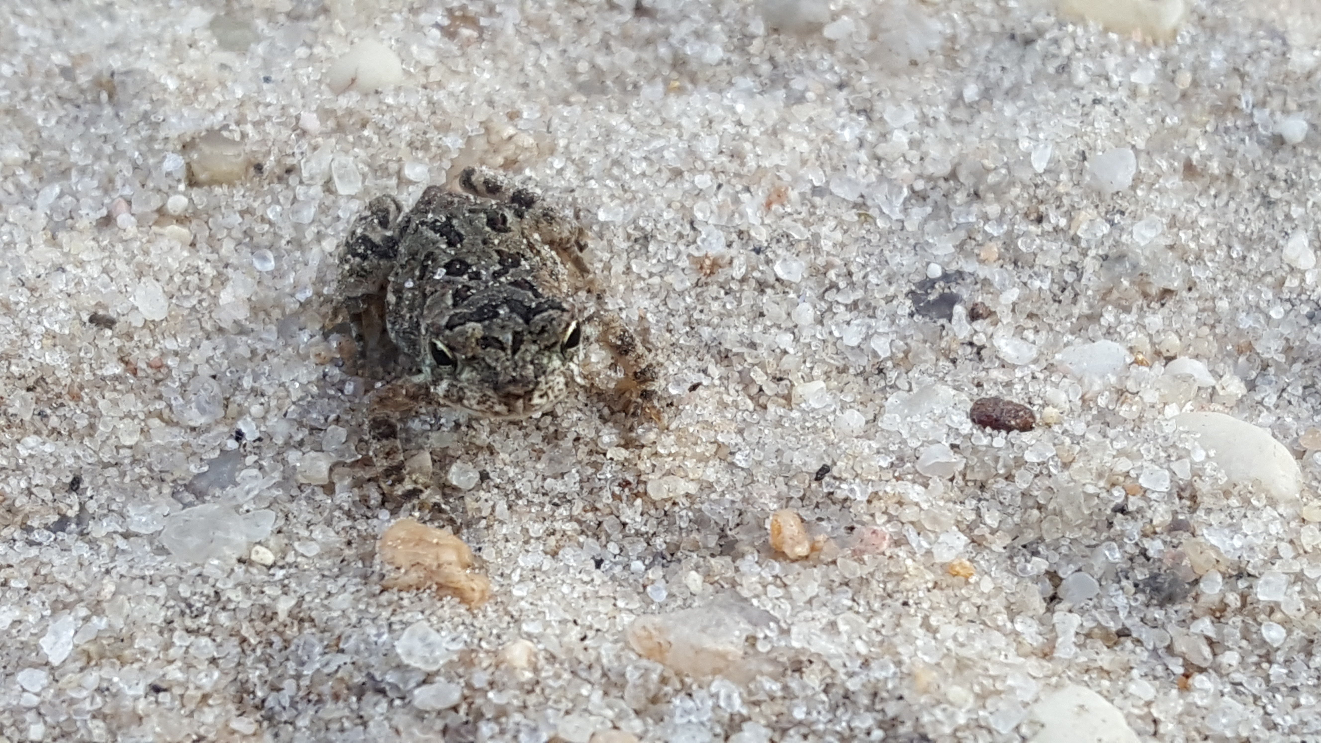 Sandy Frog in the USA - We Said Go Travel