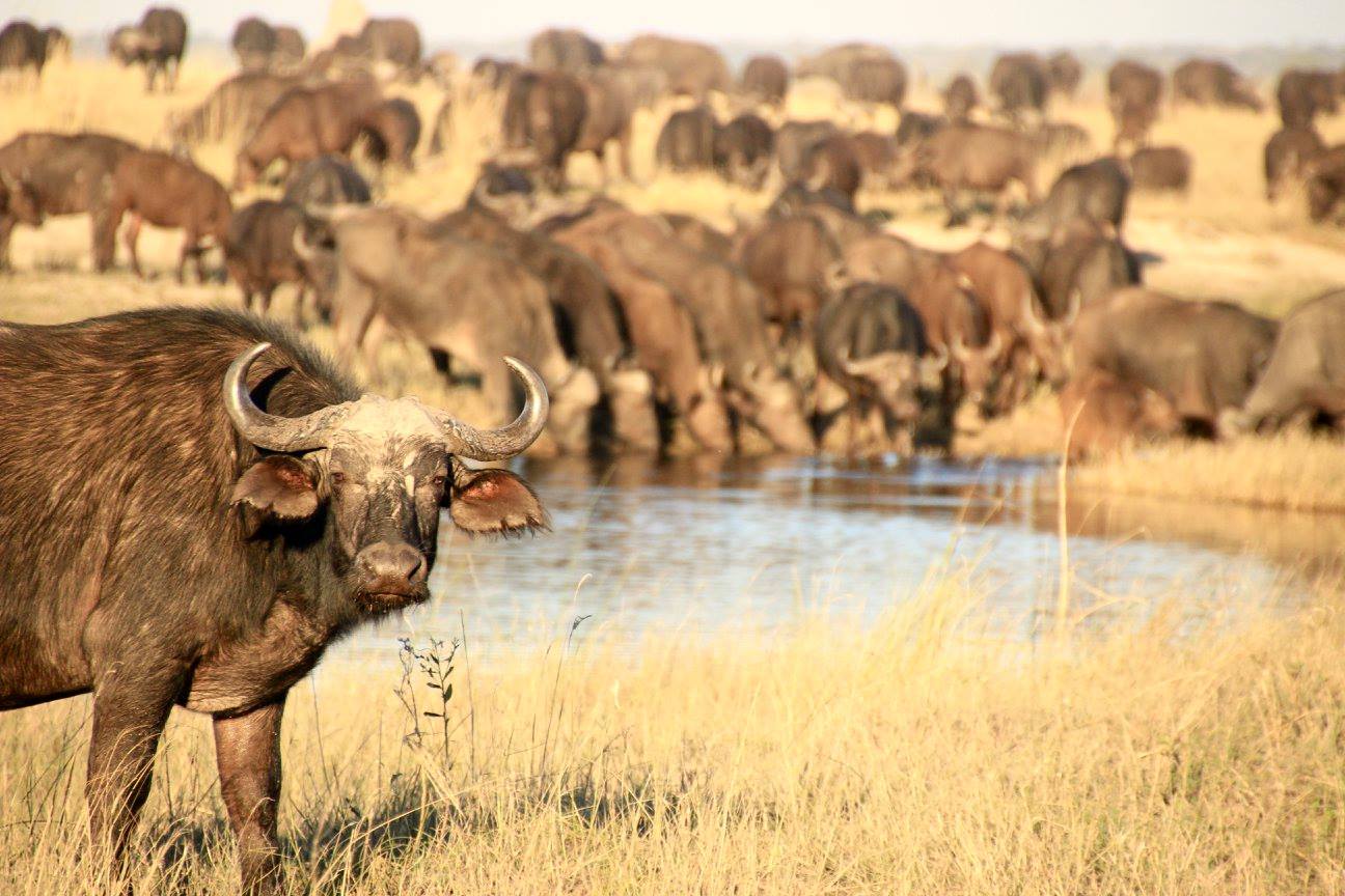 A Buffalo Wanders Into Frame-Botswana - We Said Go Travel